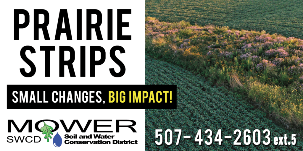 Prairie Strips – Mower County Soil & Water Conservation District